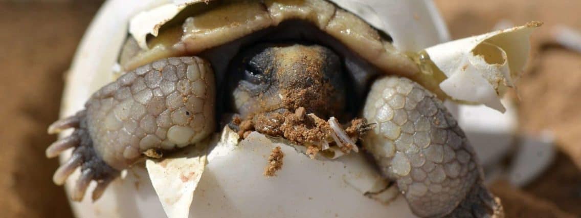 What It Looks Like For 10 Animals Giving Birth To Babies!