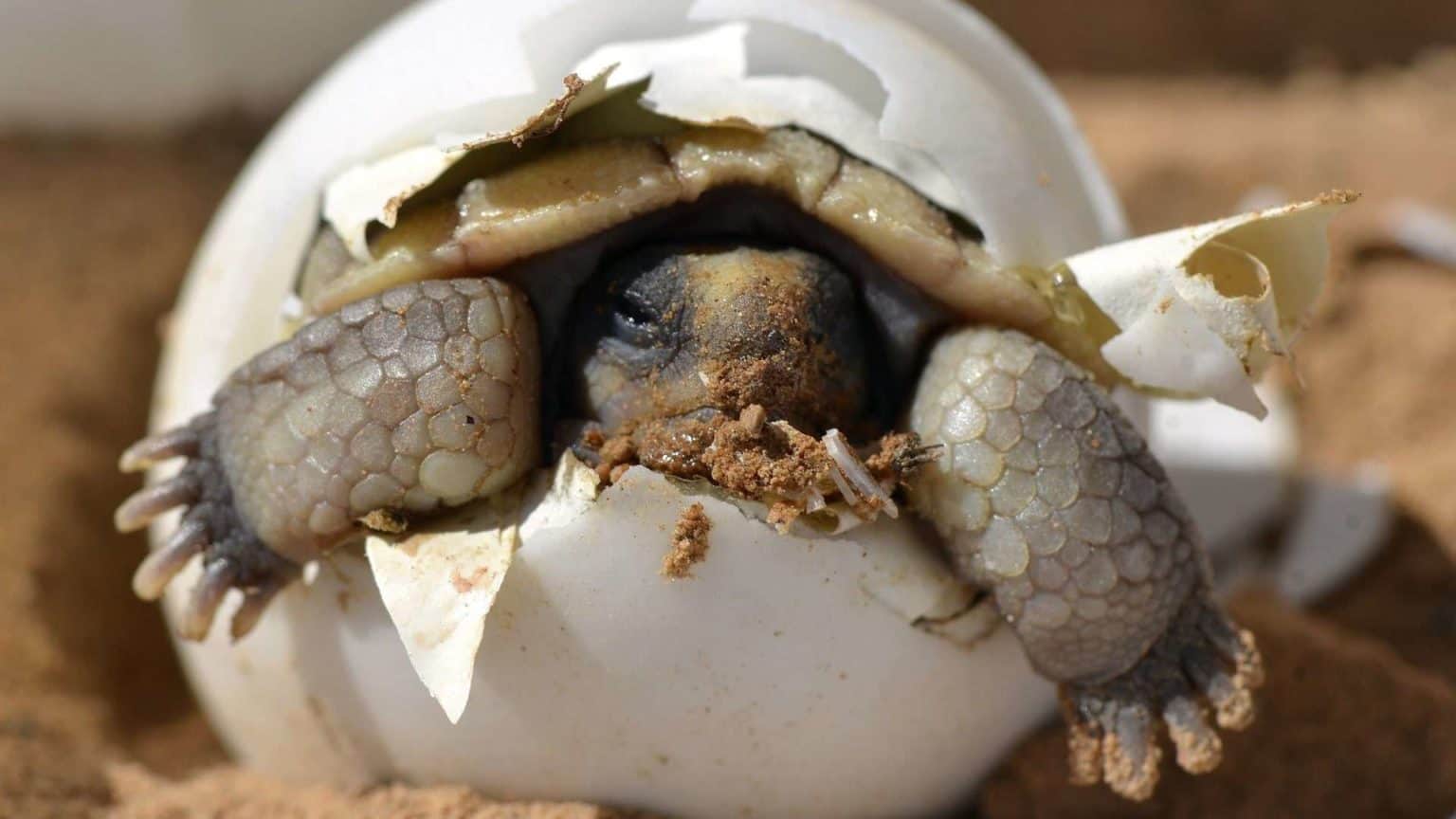 What It Looks Like For 10 Animals Giving Birth To Babies!