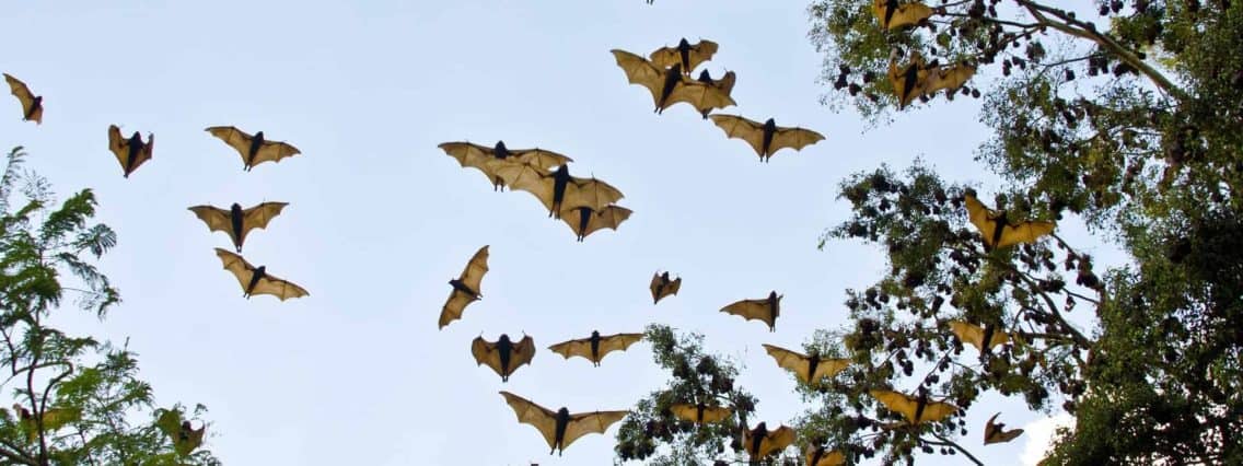 What Would Happen If All The Bats In The World Disappeared?