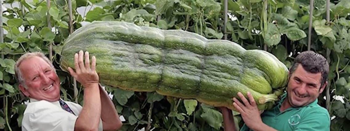 15 Biggest Fruits and Vegetables In the World Ever Grown!