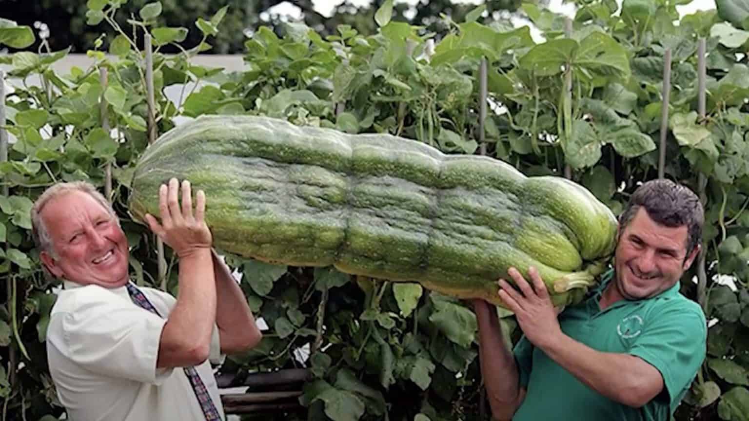 15 Biggest Fruits And Vegetables In The World Ever Grown 