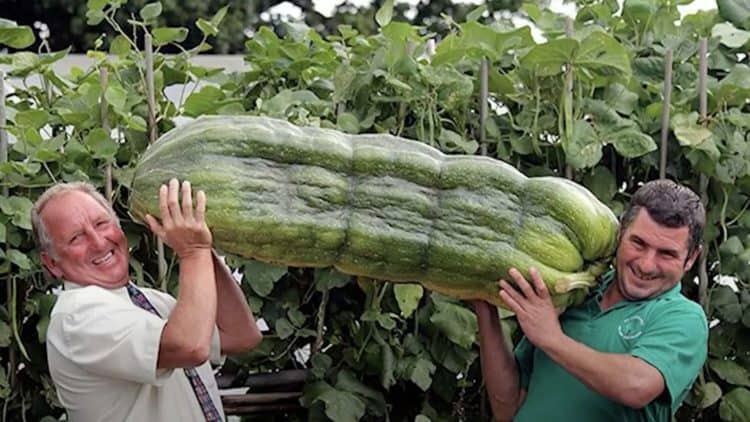 15 Biggest Fruits and Vegetables In the World Ever Grown!