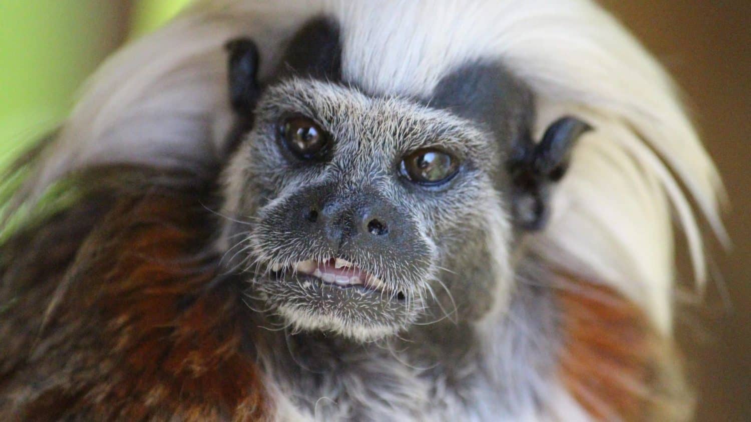 Top 10 Strangest Creatures Created By Scientists