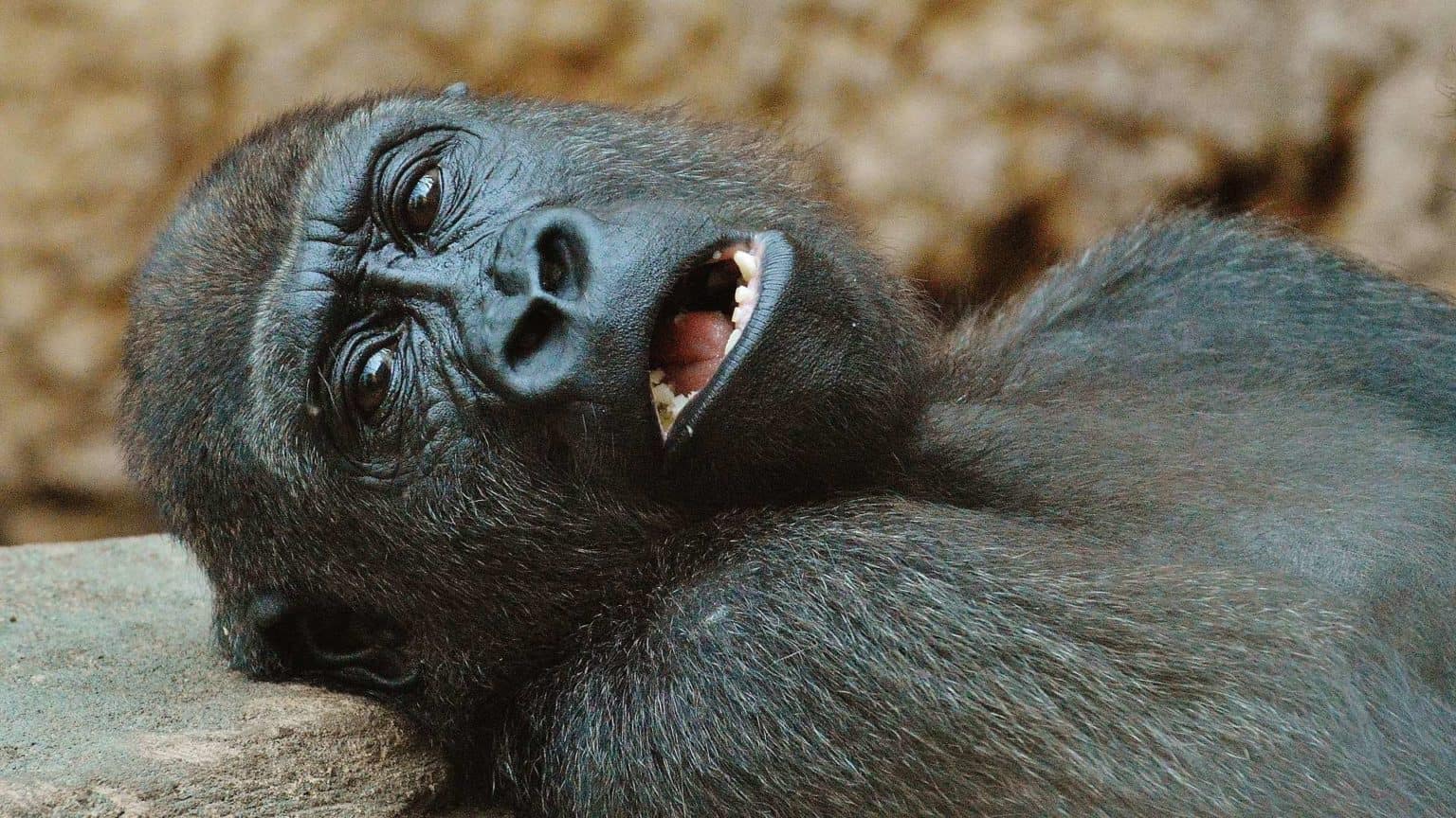 10 Animals Close to Extinction!