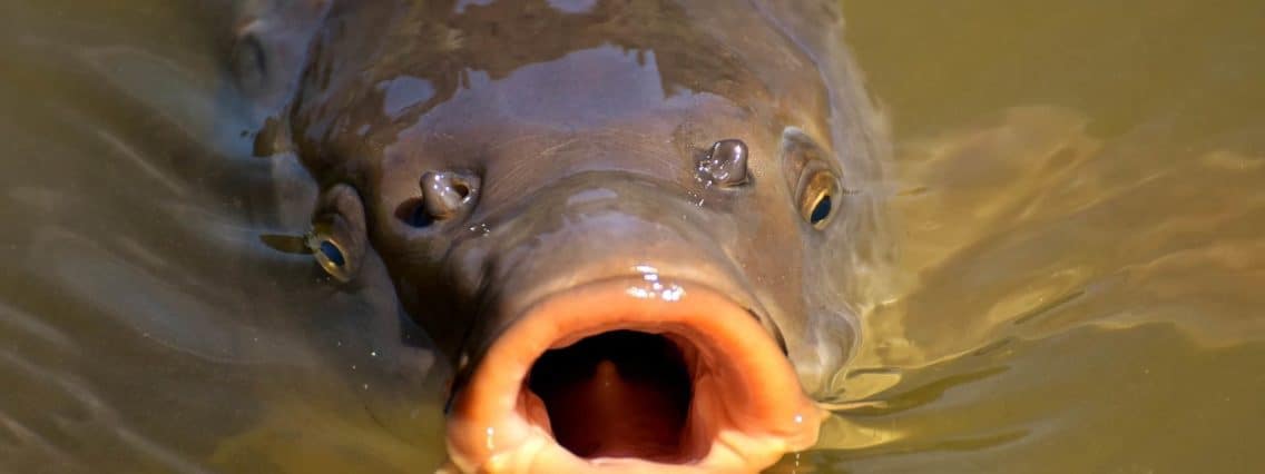 10 GIANT River Monsters In The World!