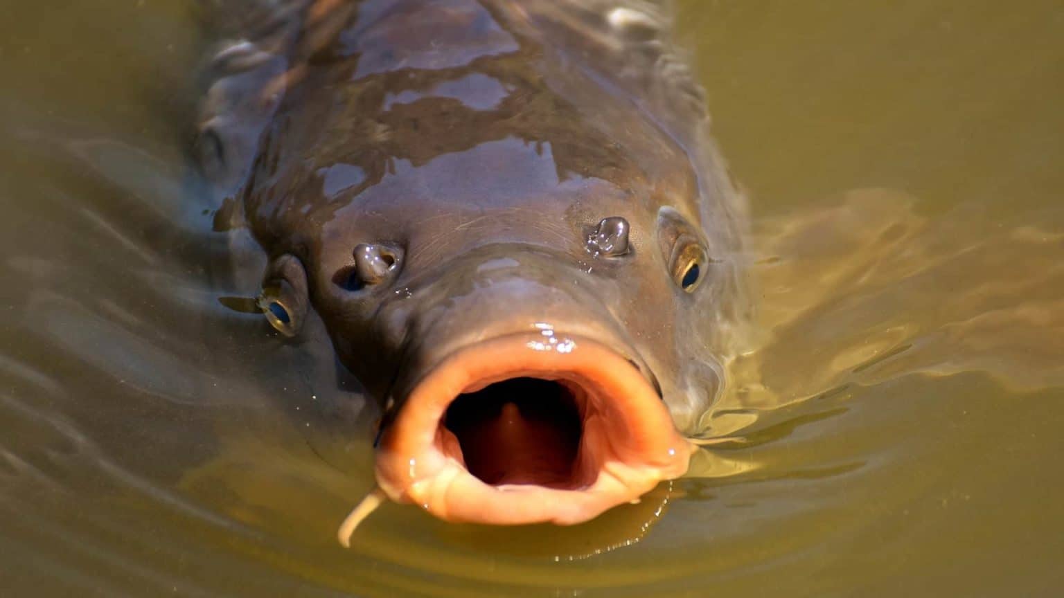 10 GIANT River Monsters In The World!