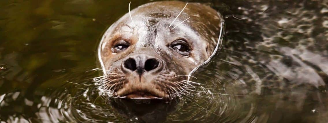 Top 10 Rare Animals In The World You NEVER Knew Existed!