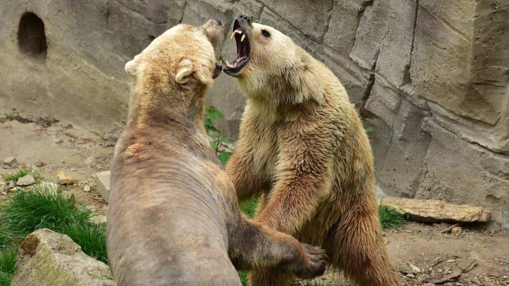 Top 15 Epic Animal Fights That Messed With The WRONG Opponent!