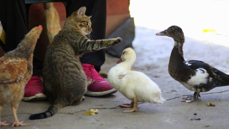 10 Strange Animal Friendships You Won't Believe Exist!