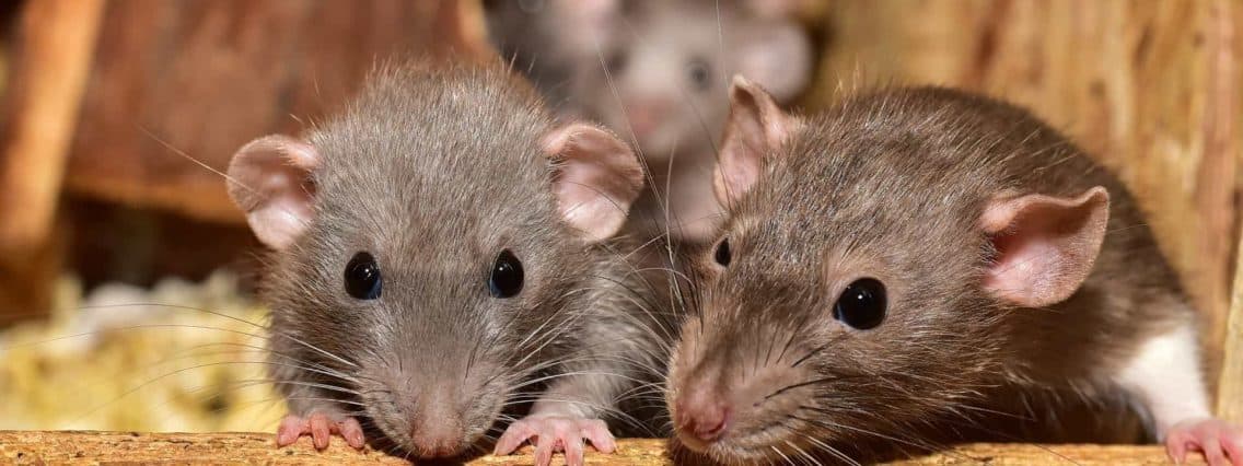 Top 12 Extreme Animal INVASIONS Ever Recorded!