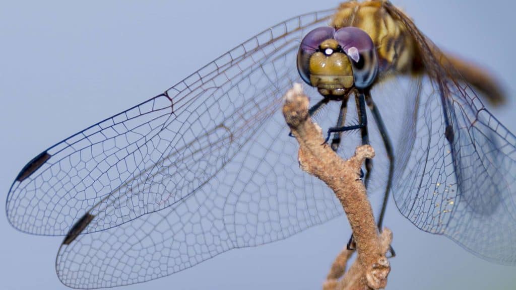 Top 14 Animals With the SHORTEST Life Spans!