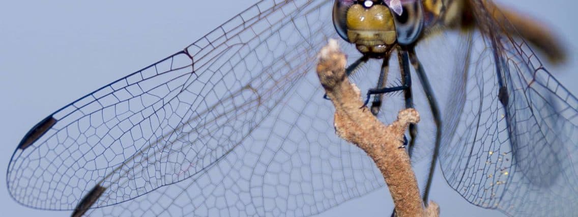 Top 14 Animals With the SHORTEST Life Spans!