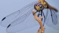 Top 14 Animals With the SHORTEST Life Spans!