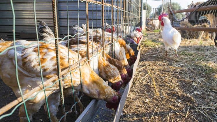 What You Need To Know BEFORE Grocery Shopping For Chicken!