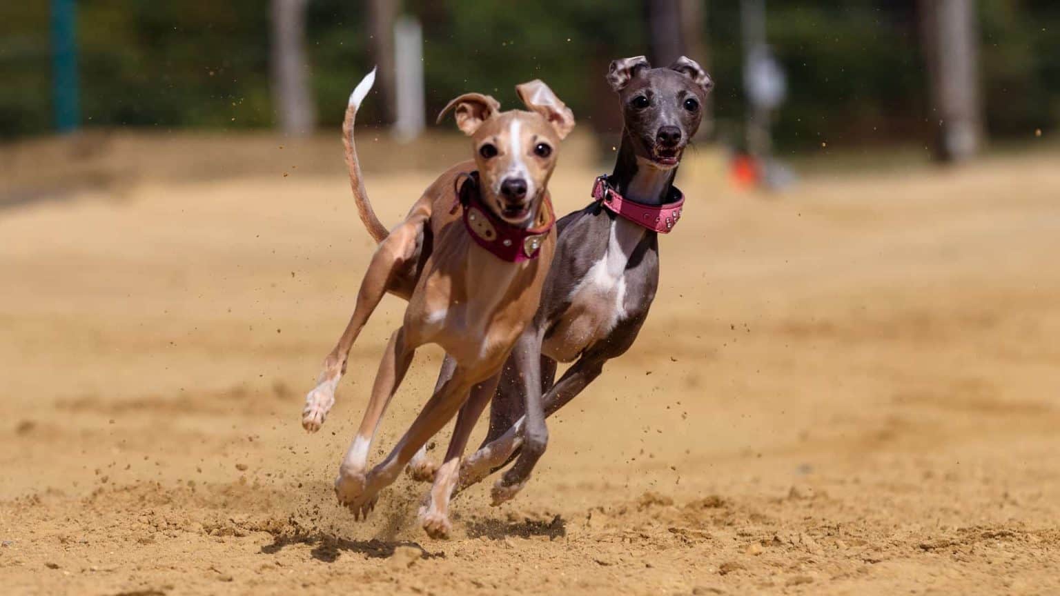 Top 10 FASTEST Dog Breeds In the World!
