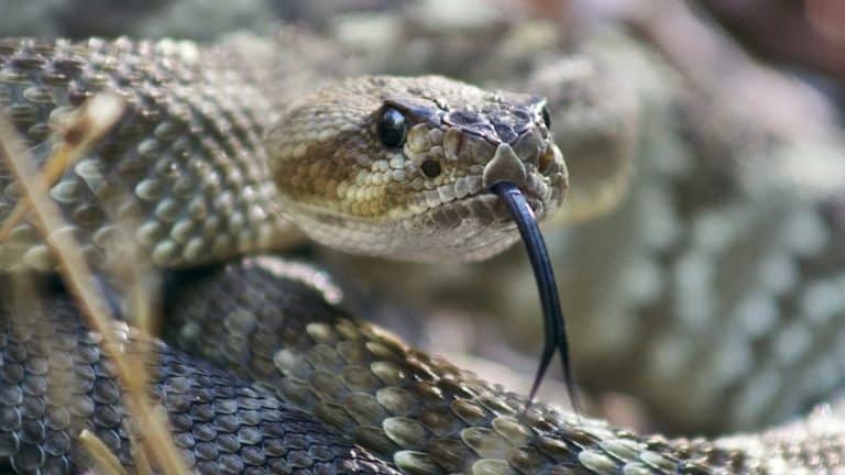 Top 15 Rarest Snakes In The World!