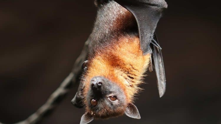 Top 15 Strangest Bats In The World!