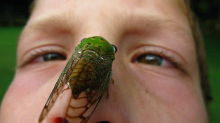 Would Would Happen If You Were Attacked By A Swarm of Cicadas?