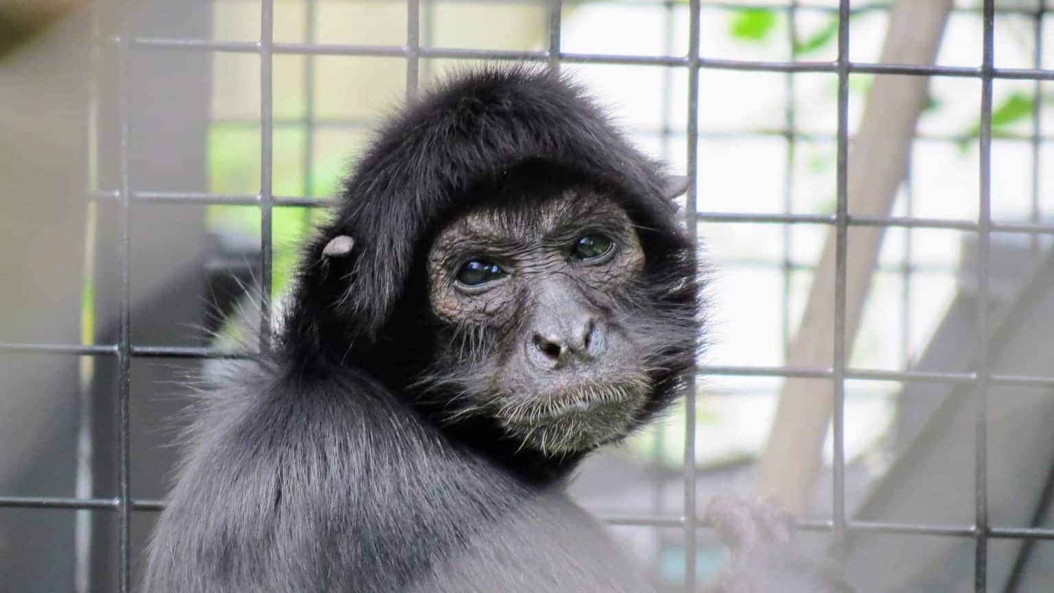 Top 15 Freed Animals Going Outside For The FIRST Time!