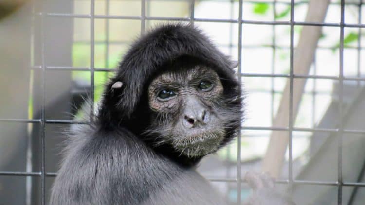 Top 15 Freed Animals Going Outside For The FIRST Time!