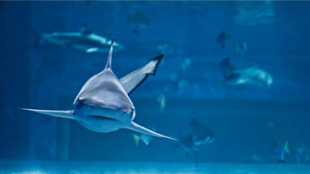 Top 10 Most Dangerous Shark Infested Waters In The World!