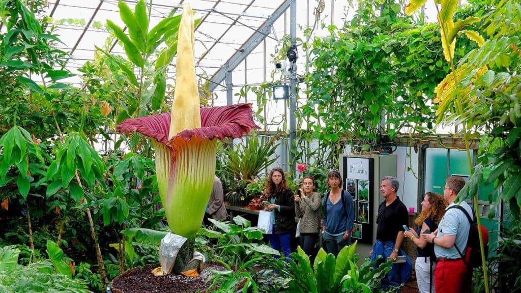 Top 15 Biggest Flowers In the World!