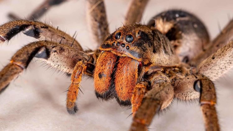 Top 15 Deadliest Spiders In The World (That Can Kill You)