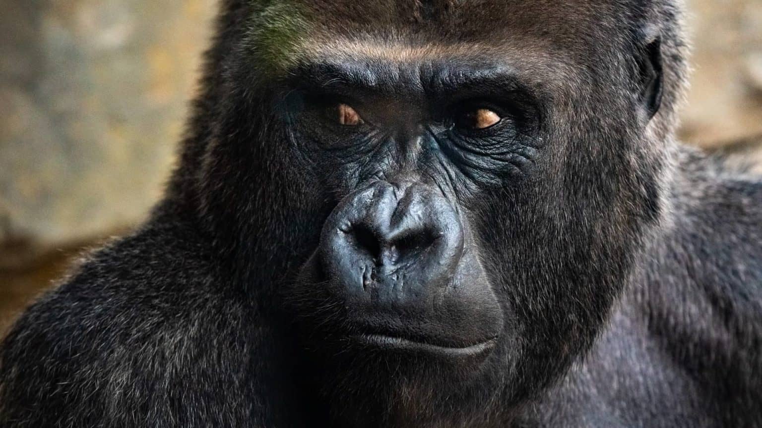 Top 15 Crazy Zoo Moments You Won't Believe If Not Filmed!