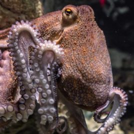 10 Mariana Trench Facts That Will Absolutely Blow Your Mind