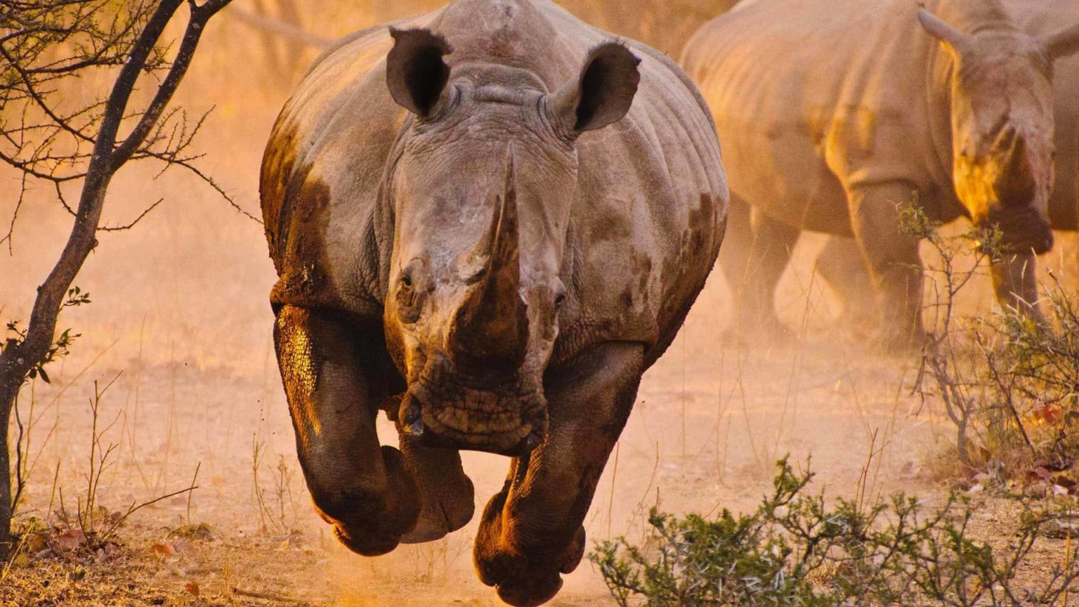 How To Survive A Rhino Attack?