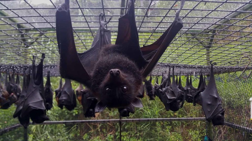 What If Giant Bats Were The Same Size As Humans?