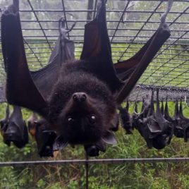 10 Mariana Trench Facts That Will Absolutely Blow Your Mind